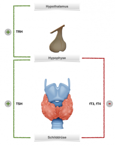 Hyperthyreosis – mySurgery